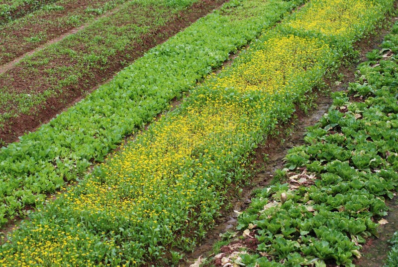 Growing vegetables stock image. Image of isolated, collection - 35534341