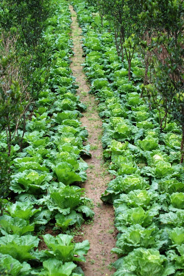 Growing vegetables stock photo. Image of freshness, green - 35535084