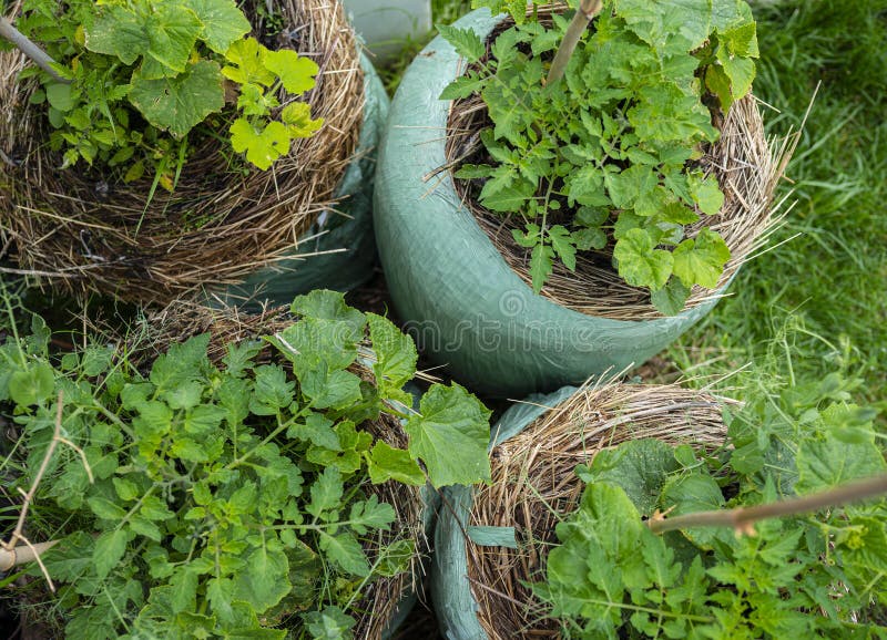 Growing Vegetables on Straw Stock Image - Image of grow, healthy: 191715995
