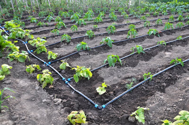 Growing Vegetables Using Drip Irrigation Stock Photo - Image of ...