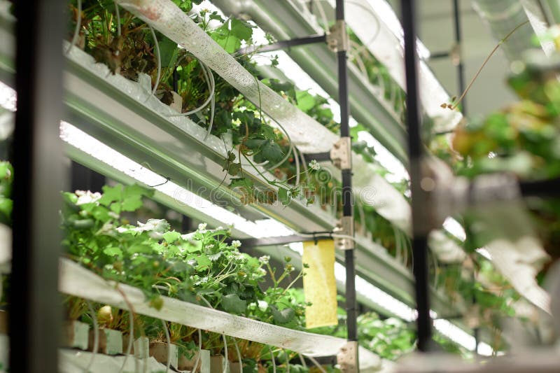 Growing Vertical Garden Using Innovative Techniques Stock Photo - Image ...