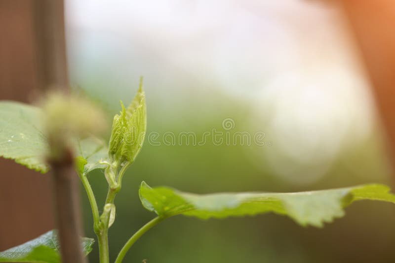 Growing vine bud in spring stock photo. Image of grape - 252866838