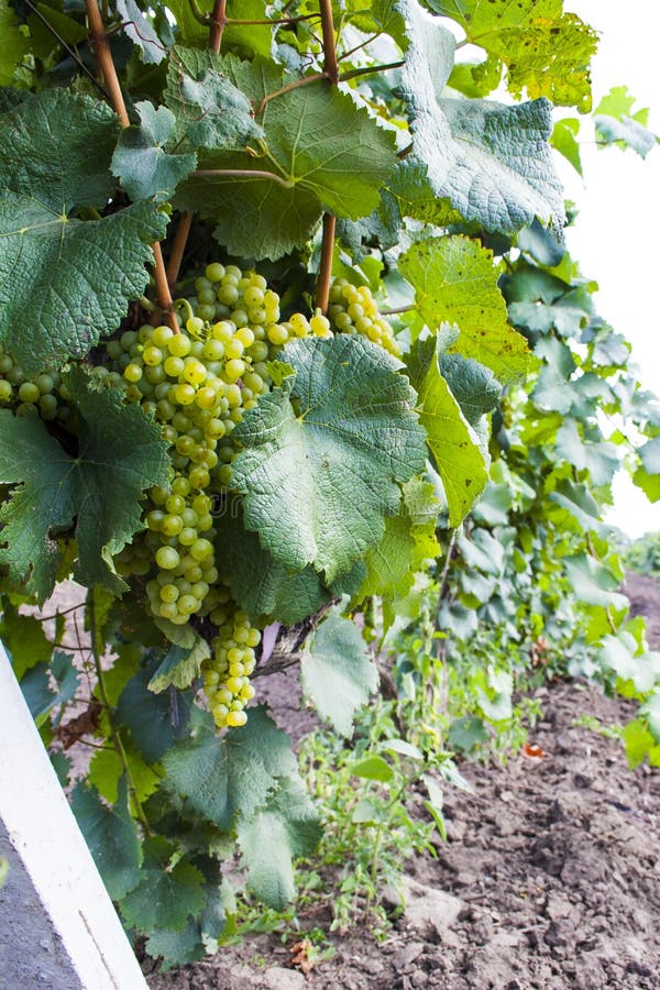 Growing vine with grapes stock image. Image of bright - 93414367