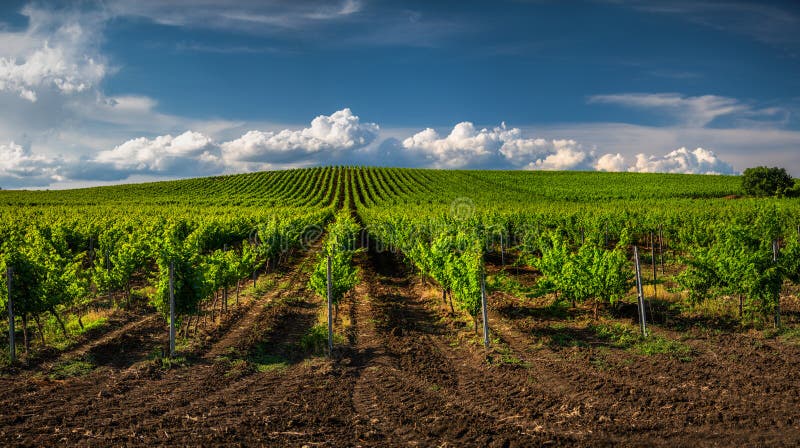 Fields of Grapes in the Summer Stock Image - Image of country ...