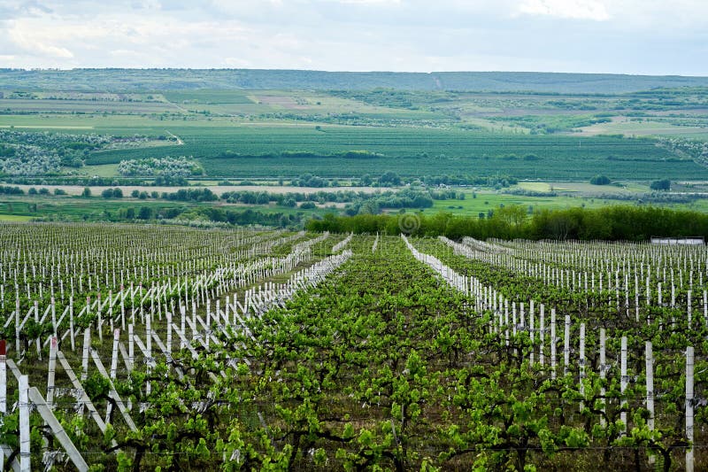 Growing Vineyards in Moldova Stock Photo - Image of chisinau, daylight ...