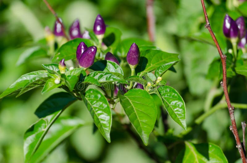 Growing of Violet Chilly Peppers in the Garden Stock Photo - Image of ...