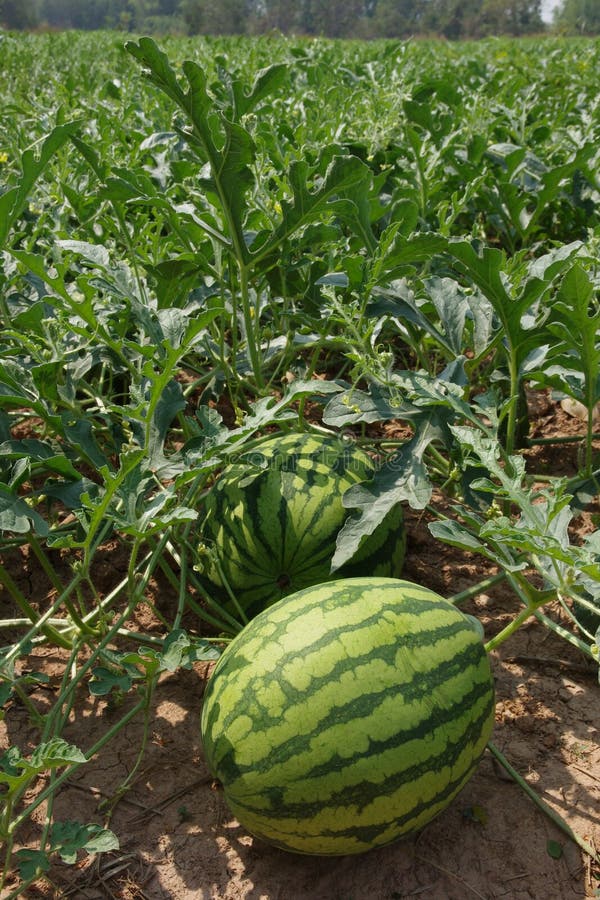 The Growing Water-melon in the Field Stock Image - Image of meal, field ...