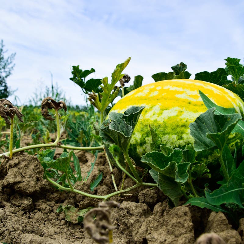 The Growing Water-melon in the Field Stock Image - Image of circle ...