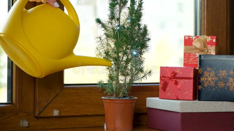 Growing and Watering a Homemade Christmas Tree on the Windowsill Stock ...