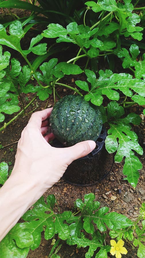 Growing watermelon baby stock image. Image of vegetable - 197282625