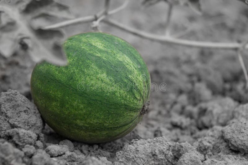 Growing watermelon small stock image. Image of diet, garden - 64293631