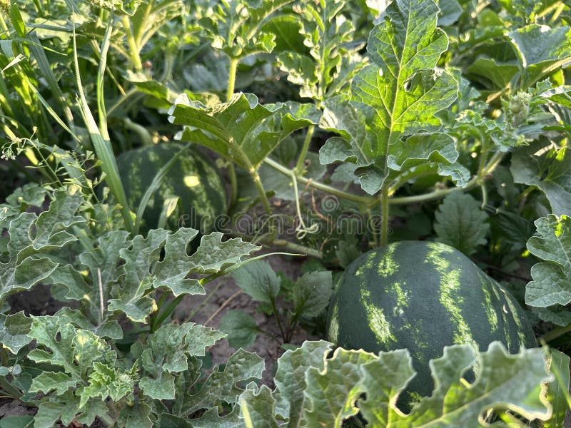 Growing Watermelons in a Garden Bed in the Process of Ripening Stock ...