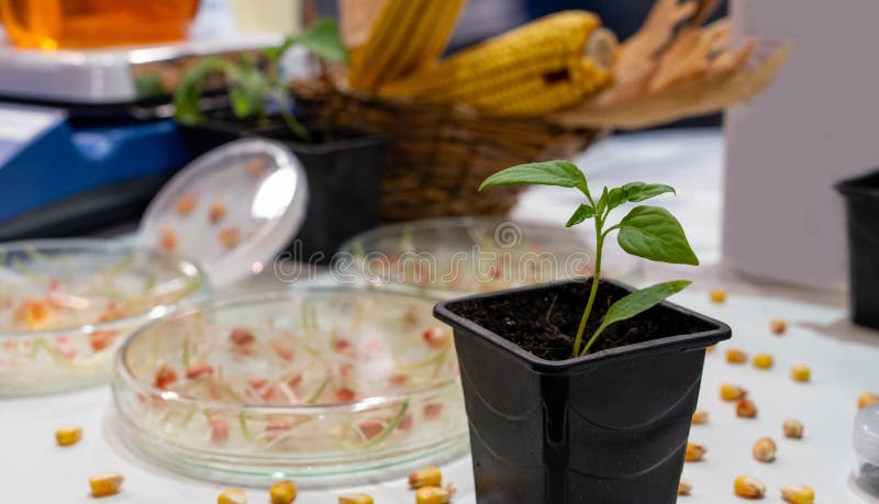 Growing Wheat and Beans in the Laboratory. Smart Technologies in ...