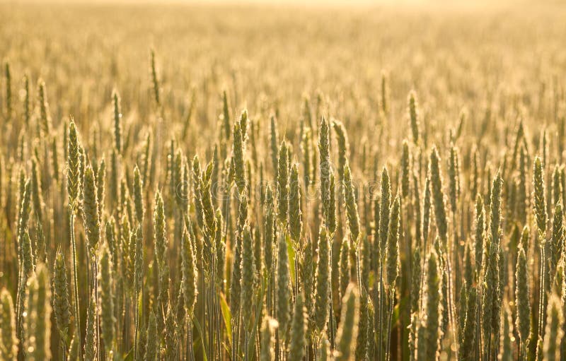 Growing Wheat Close-up in Morning Dew on Background of Sunrise Stock ...