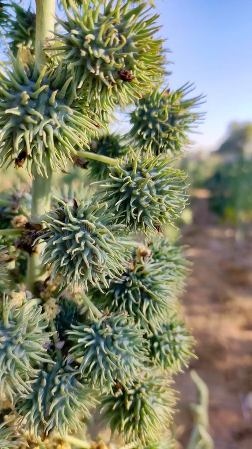 Growing Wheat Crop Field, Wheat Leaves with Sunlight Stock Photo ...