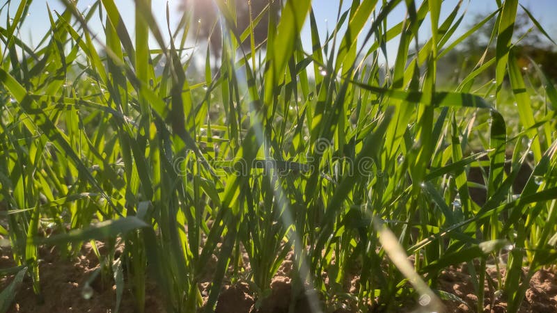 Growing Wheat Crop Field, Wheat Leaves with Sunlight Stock Photo ...