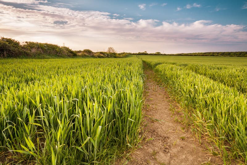 Growing Wheat Crop stock image. Image of growth, farmland - 55720189