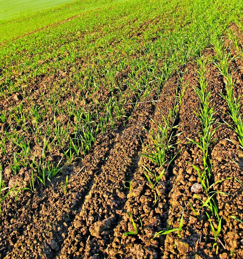 Growing wheat. stock photo. Image of light, meadow, natural - 34591804
