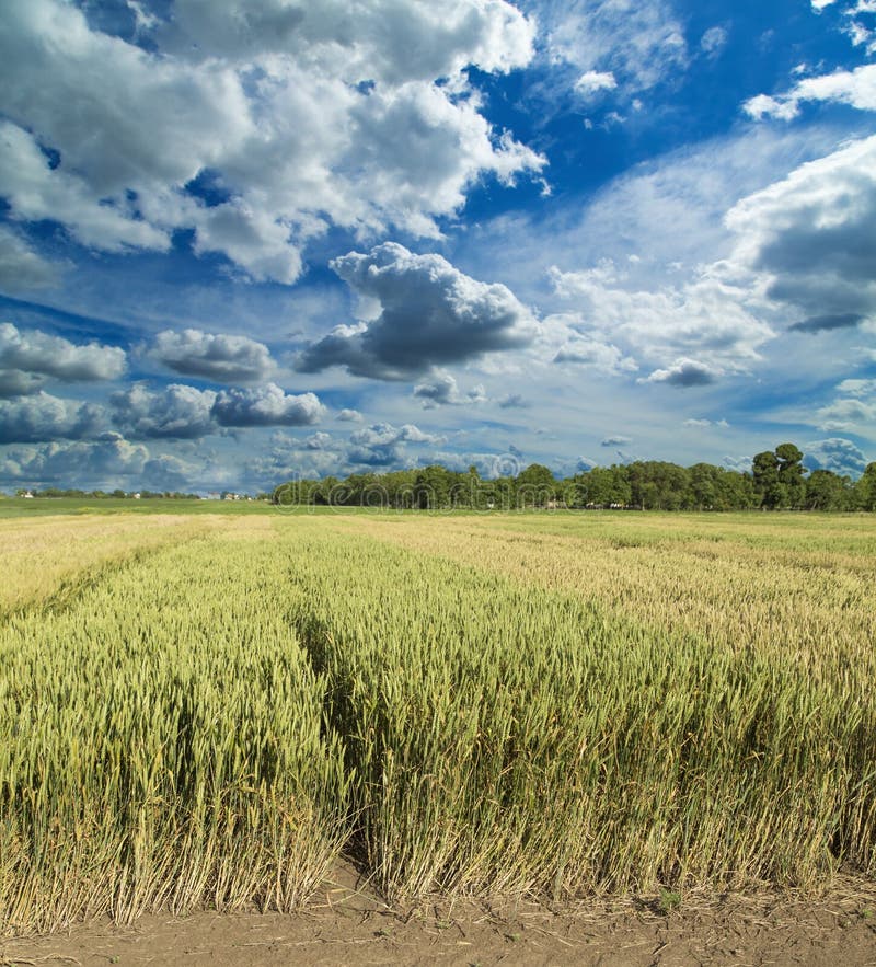 Growing Wheat Fields with Different Sorts and Colors Stock Image ...