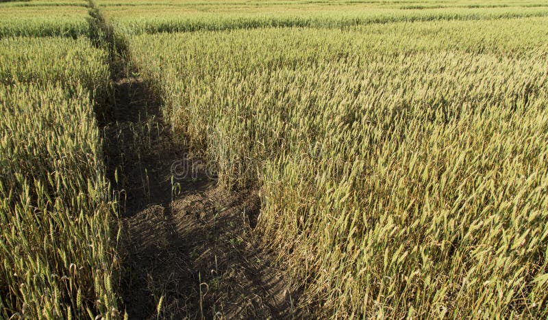Growing Wheat Fields with Different Sorts and Colors Stock Image ...
