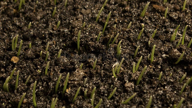 Growing Wheat Seeds Agriculture Timelapse Stock Video - Video of grow ...