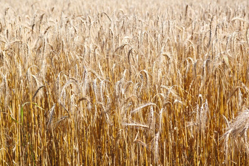 Growing wheat texture stock photo. Image of growth, ripe - 15904494