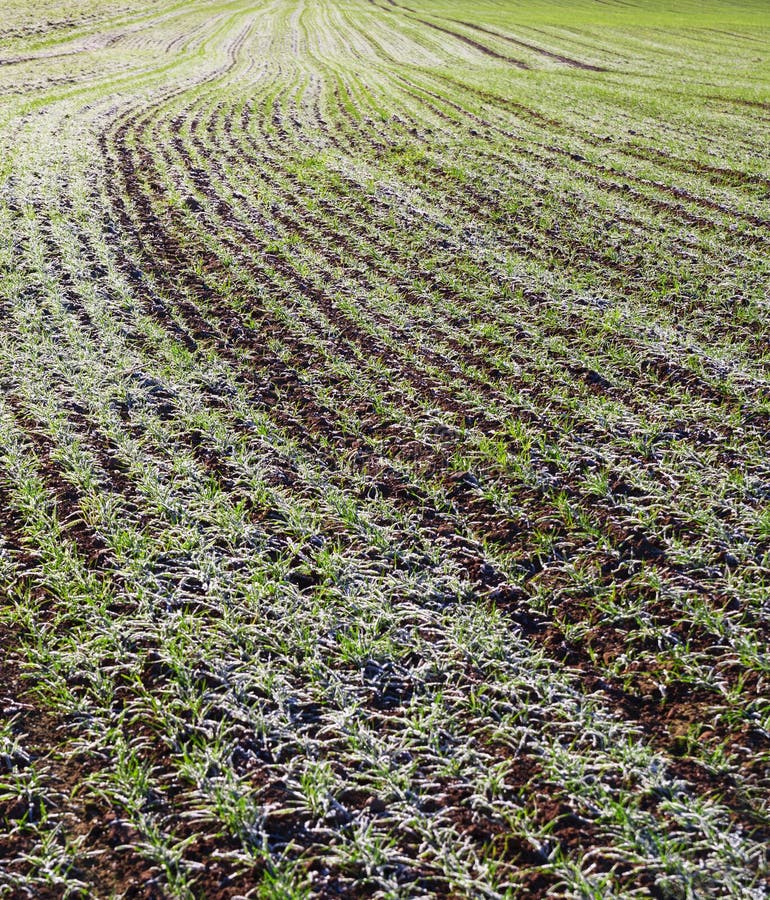 Growing wheat. stock image. Image of field, tree, farm - 22509677