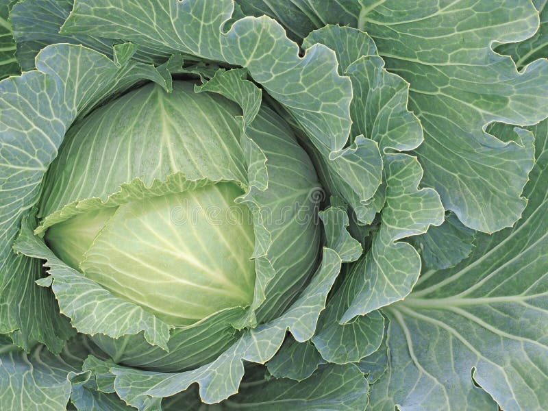 Growing White Cabbage, Natural Background. Stock Image - Image of ...