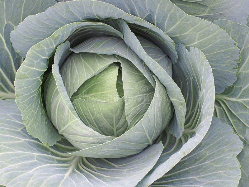 Growing White Cabbage, Natural Background. Stock Image - Image of ...