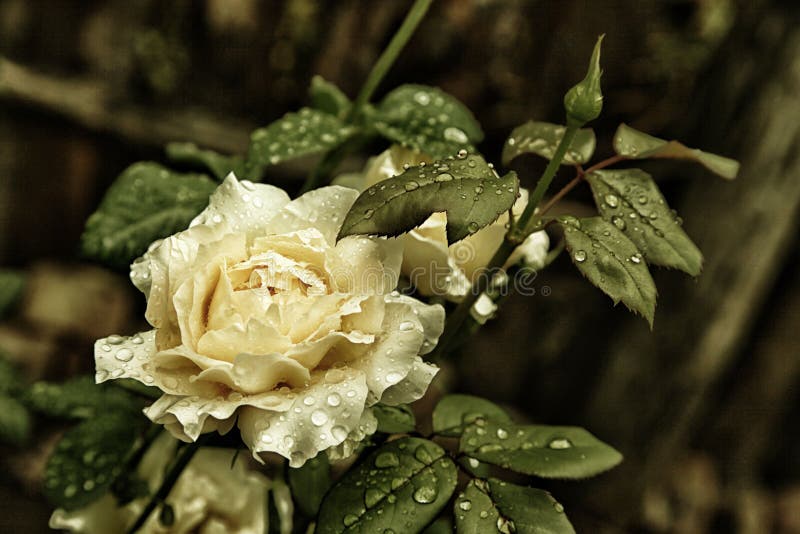 Growing White Rose with Dew Close Up Stock Photo - Image of white ...