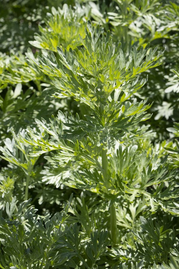 Growing Wormwood Plant Outdoors Stock Photo - Image of wormit ...