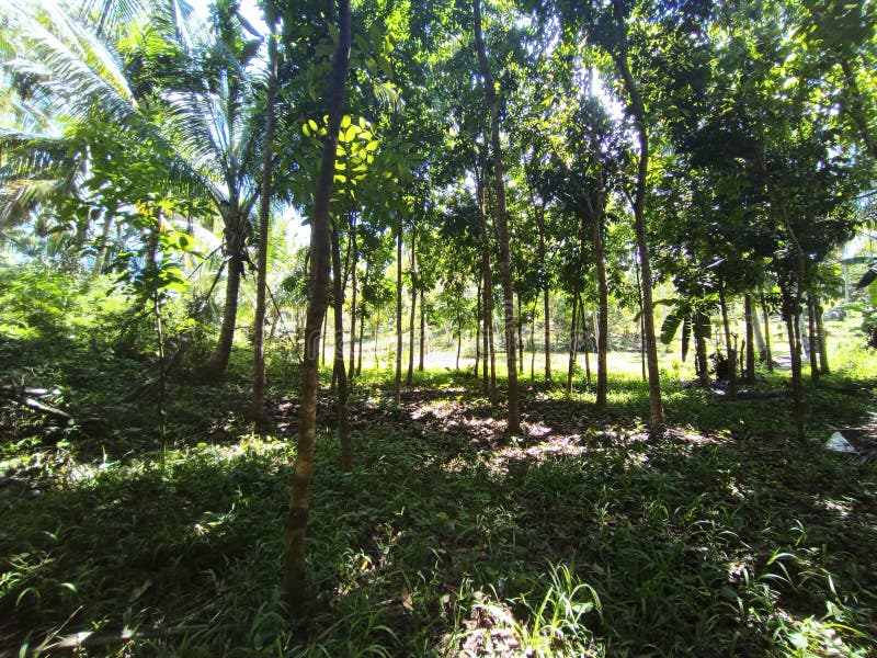 Growing for years stock photo. Image of plantation, green - 183754736