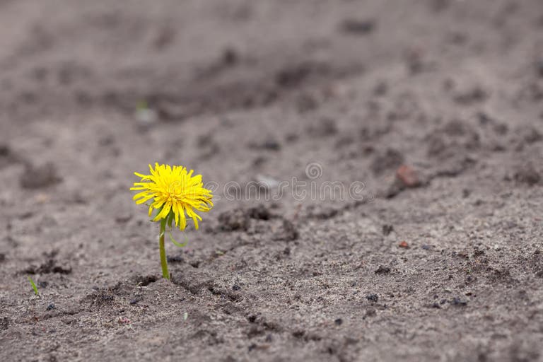 Growing Yellow Flower Sprout Stock Photo - Image of concrete, green ...