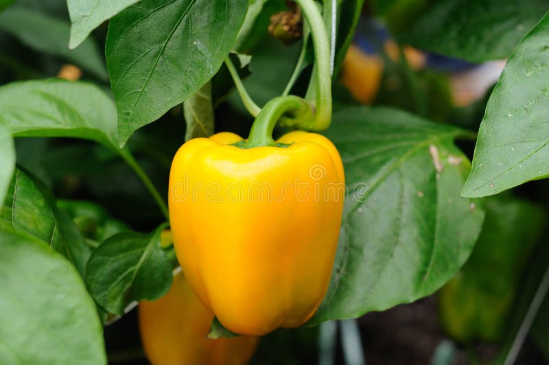 Growing yellow pepper stock photo. Image of tasty, healthy - 12966764