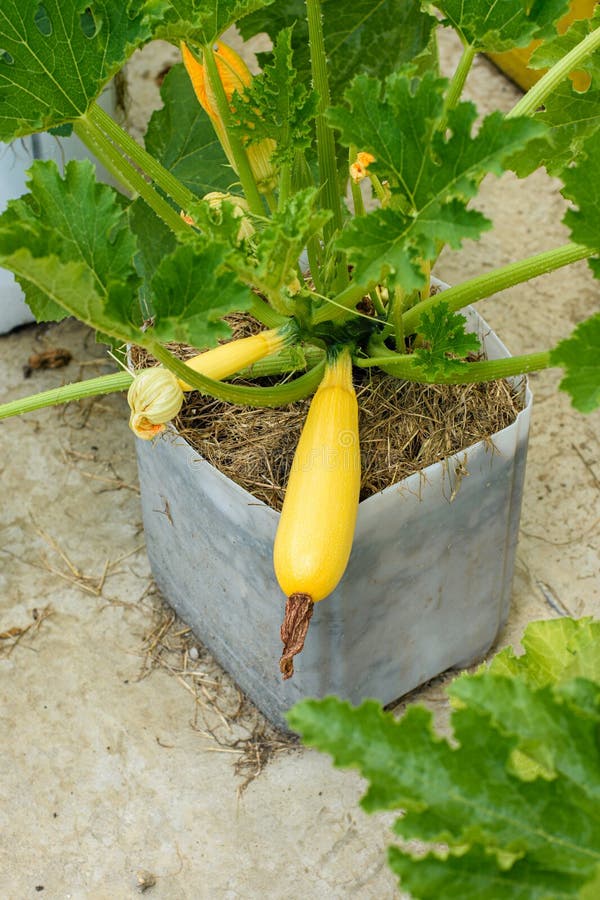 Growing Yellow Zucchini in Pots on Concrete Stock Image - Image of ...