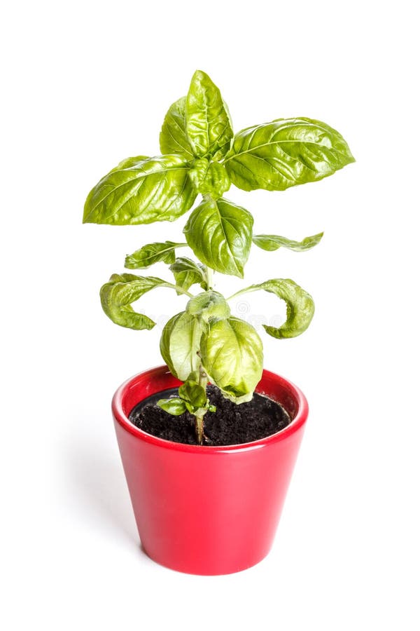 Basil plants stock photo. Image of flavor, isolated, food - 30201626