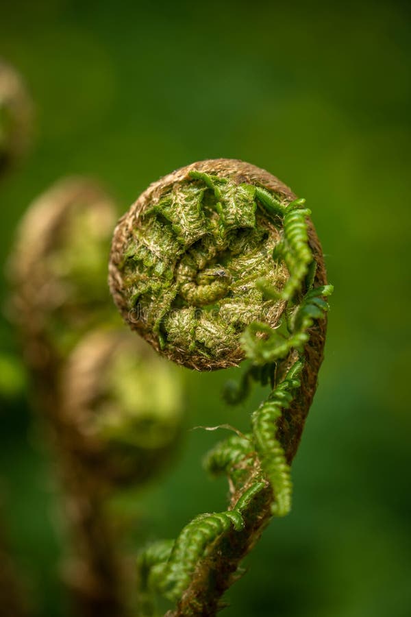 Growing Young Bright and Juicy Fern, Spring Stock Photo - Image of ...