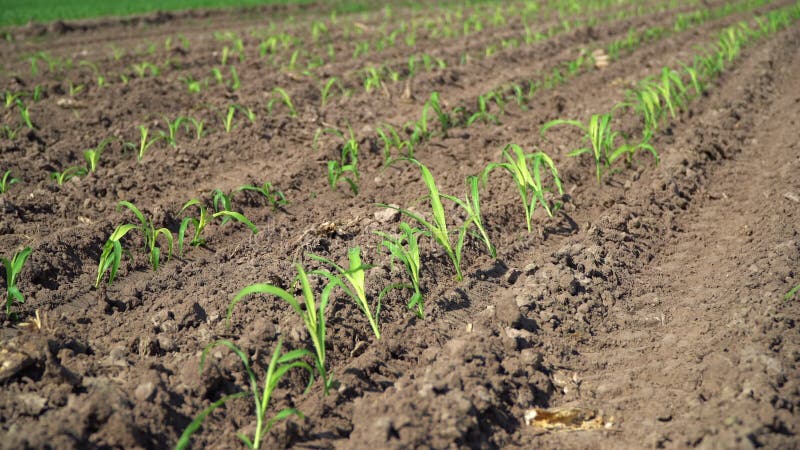 Growing Young Green Corn Seedling Sprouts. Maize Seedling in the ...