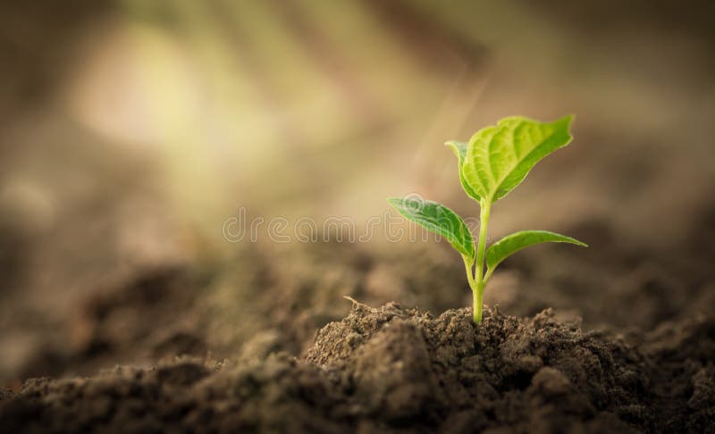 Growing young sprout stock photo. Image of plant, seed - 108922520