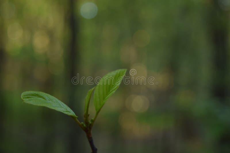 Growing Young Tree with Few Leaves Stock Image - Image of fresh, tree ...