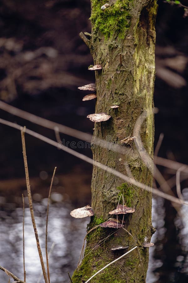 Symbiotic relationships stock image. Image of symbiotic - 245301211