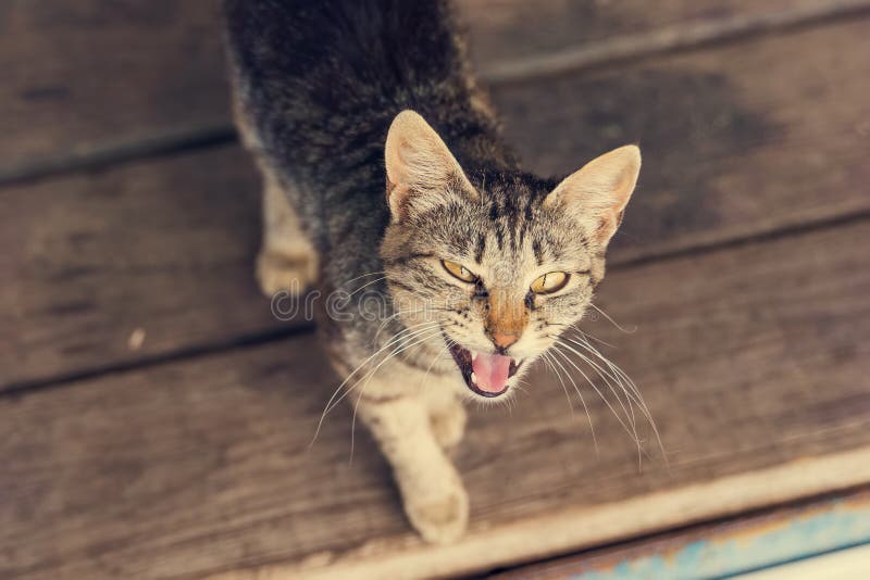 Growl angry cat stock image. Image of wildlife, anger - 155508261