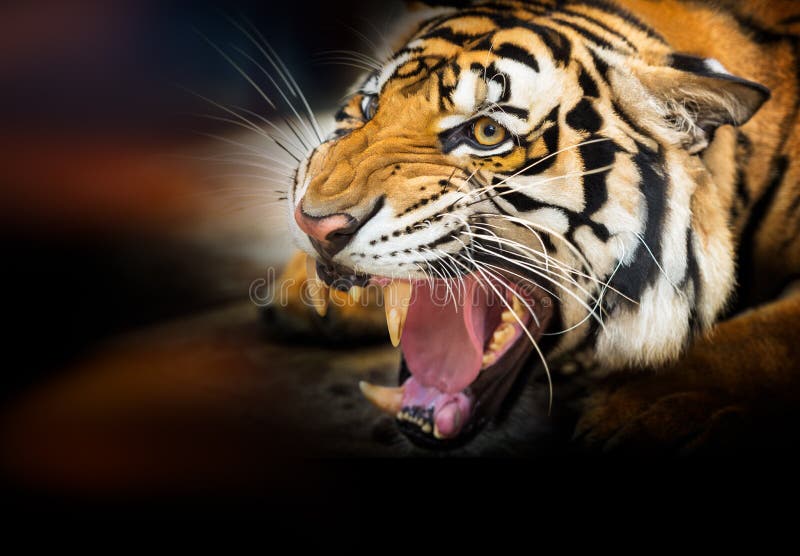 Tiger Growl stock photo. Image of growl, angry, orange - 35137202