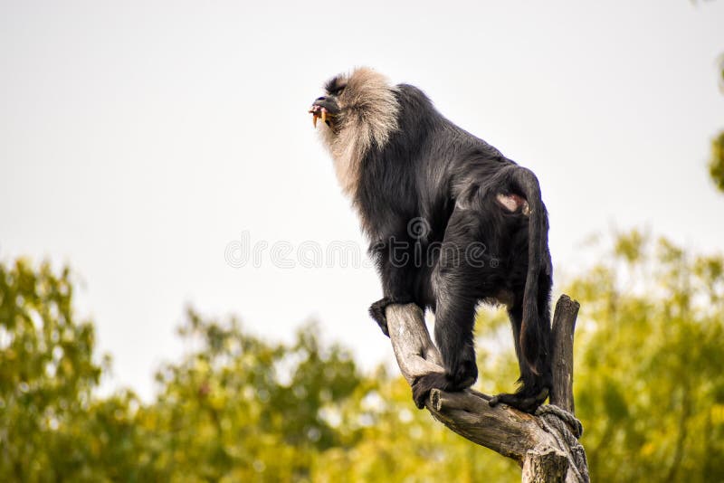 Growling Black Monkey in the Zoo Stock Photo - Image of monkey ...