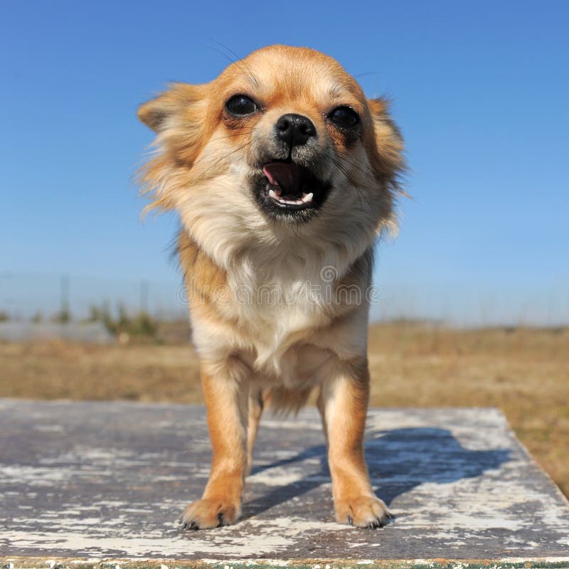 Angry chihuahua stock photo. Image of collar, teeth, miniature - 25958742