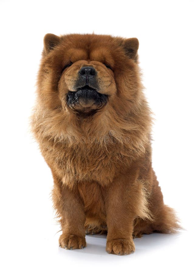 Angry Chow Chow Photos - Free & Royalty-Free Stock Photos from Dreamstime