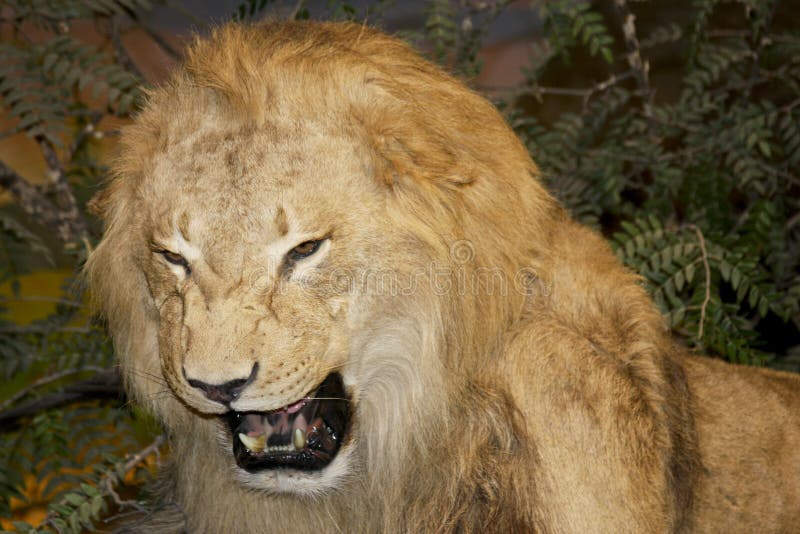 487 Growling Lion Photos - Free & Royalty-Free Stock Photos from Dreamstime