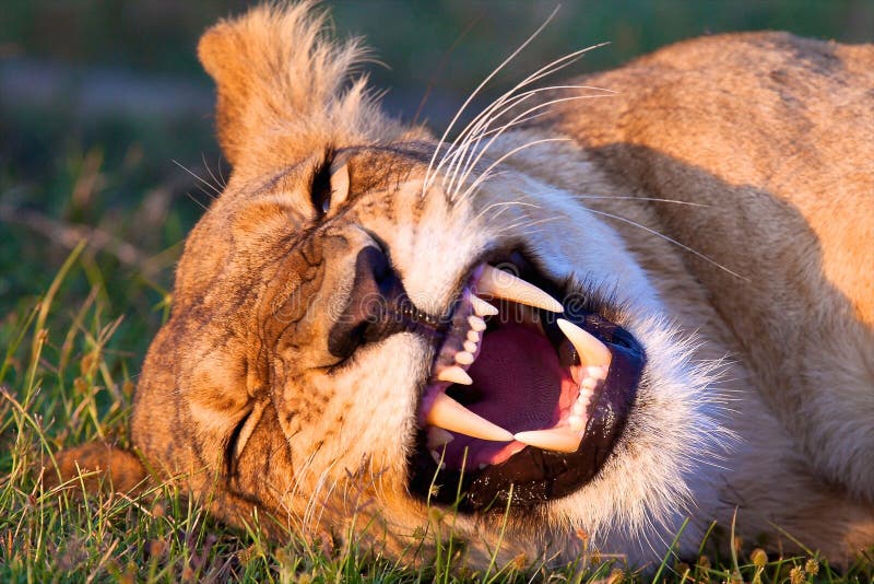Growling Lion Laying on Its Side in the Selous Game Reserve Stock Image ...