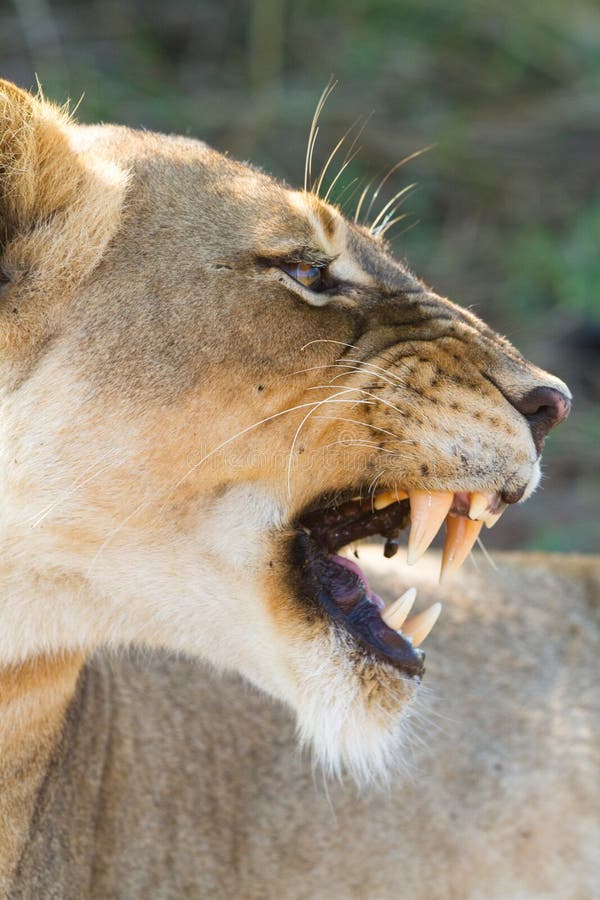 Growling lioness stock photo. Image of female, large - 22422454
