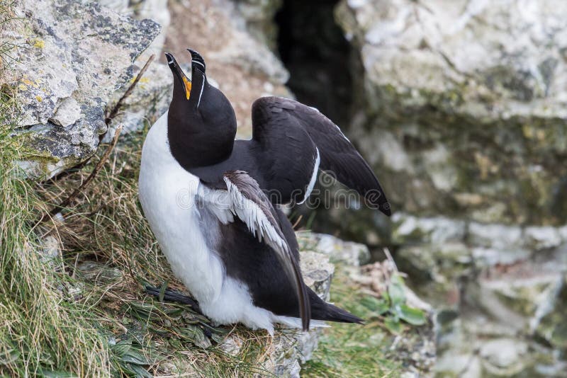 580 Razorbill Birds Photos - Free & Royalty-Free Stock Photos from ...